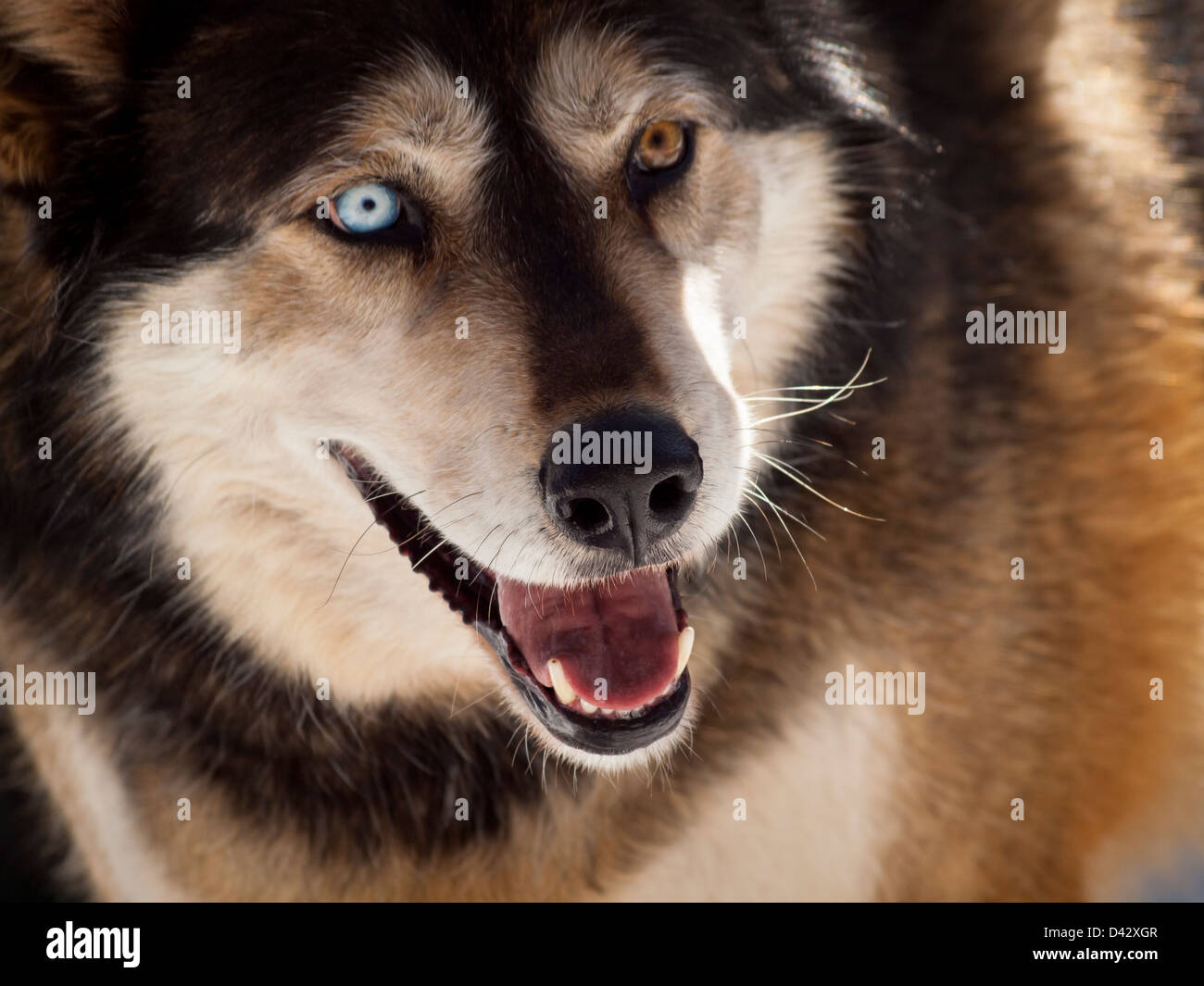 Large wolf in captivity Stock Photo - Alamy