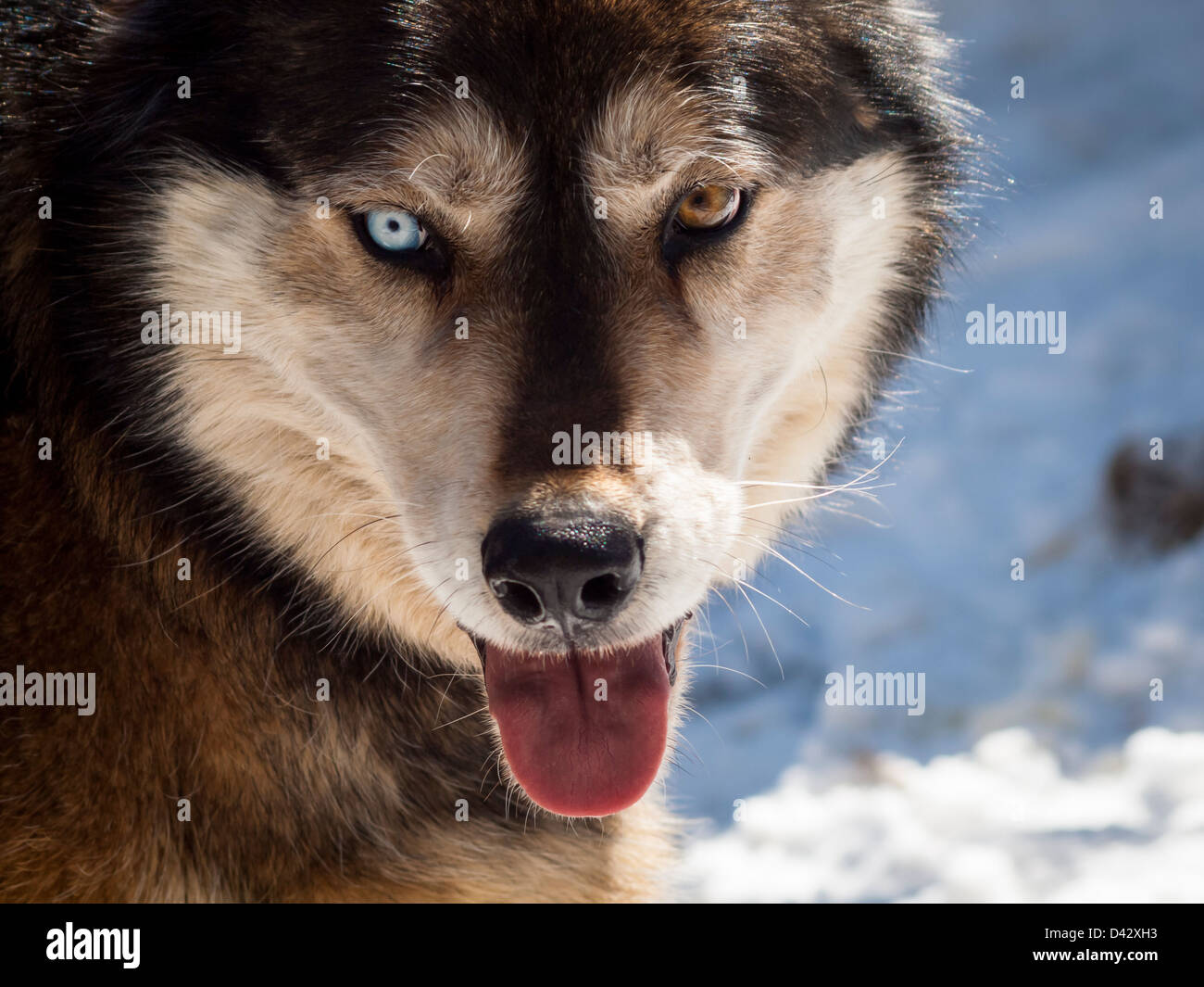 Large wolf in captivity Stock Photo - Alamy