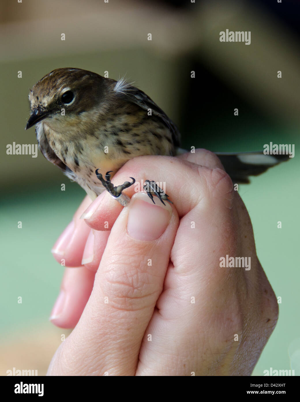 Myrtle warbler being banded, Acadia National Park, Maine Stock Photo ...