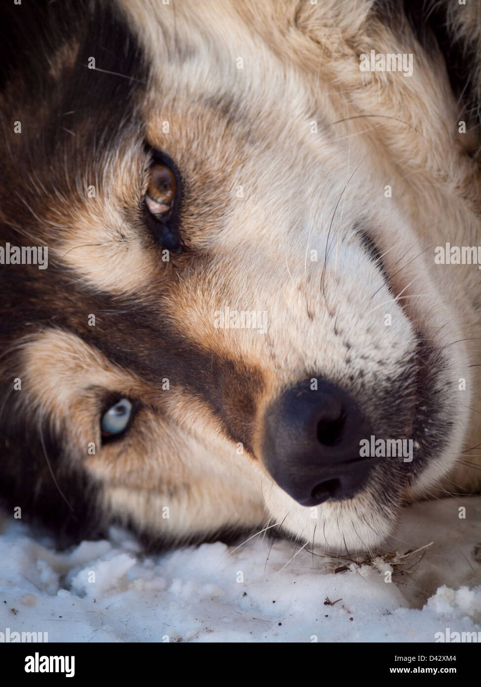 Large wolf in captivity Stock Photo - Alamy