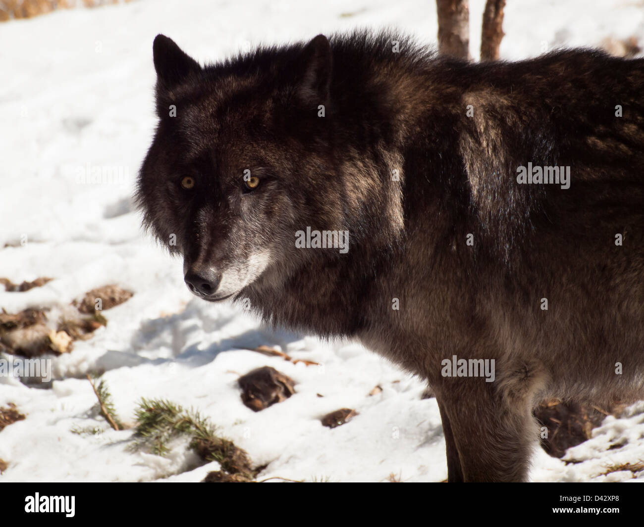Large wolf in captivity Stock Photo - Alamy