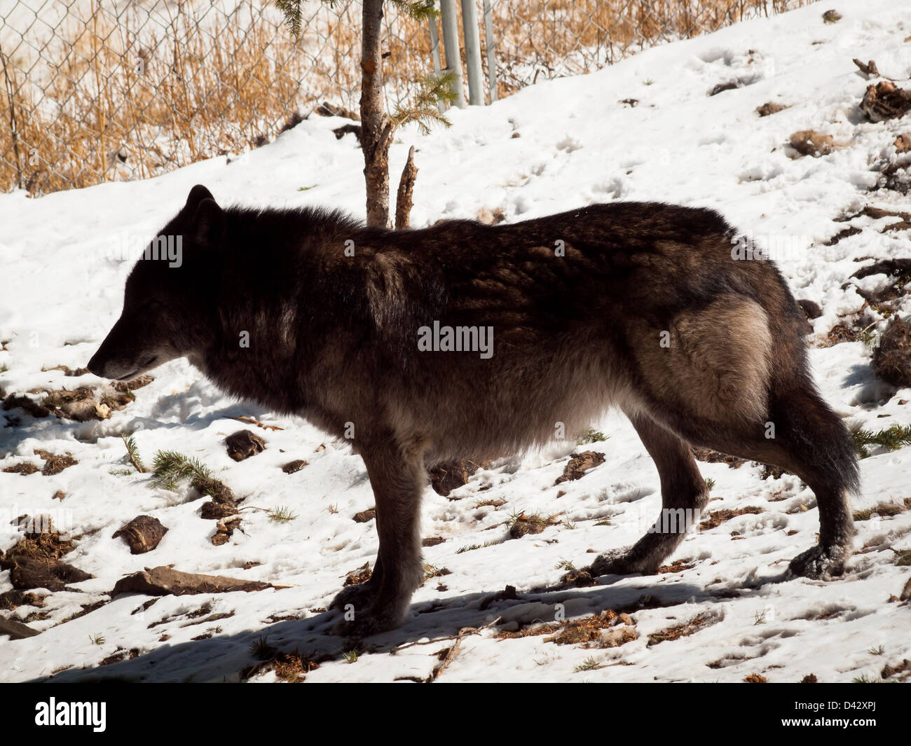 Large wolf in captivity Stock Photo - Alamy