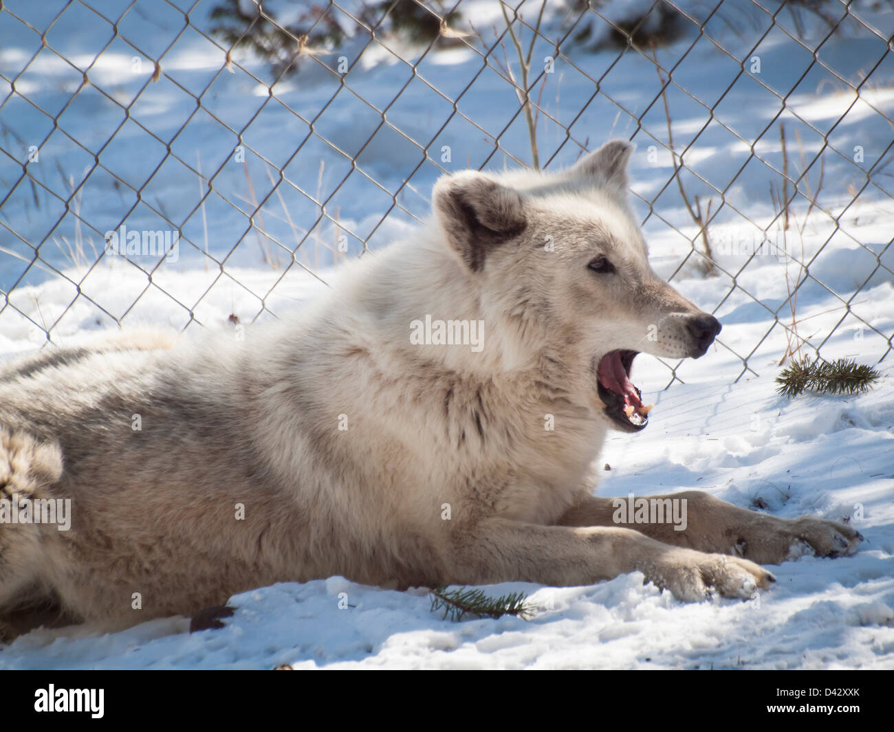 Large wolf in captivity Stock Photo - Alamy