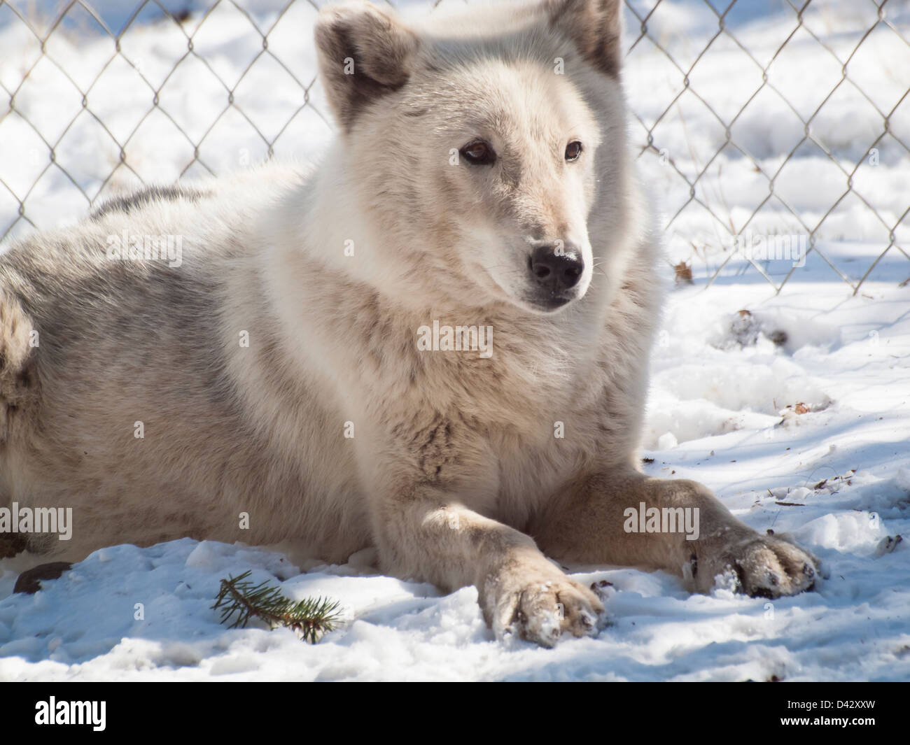 Large wolf in captivity Stock Photo - Alamy