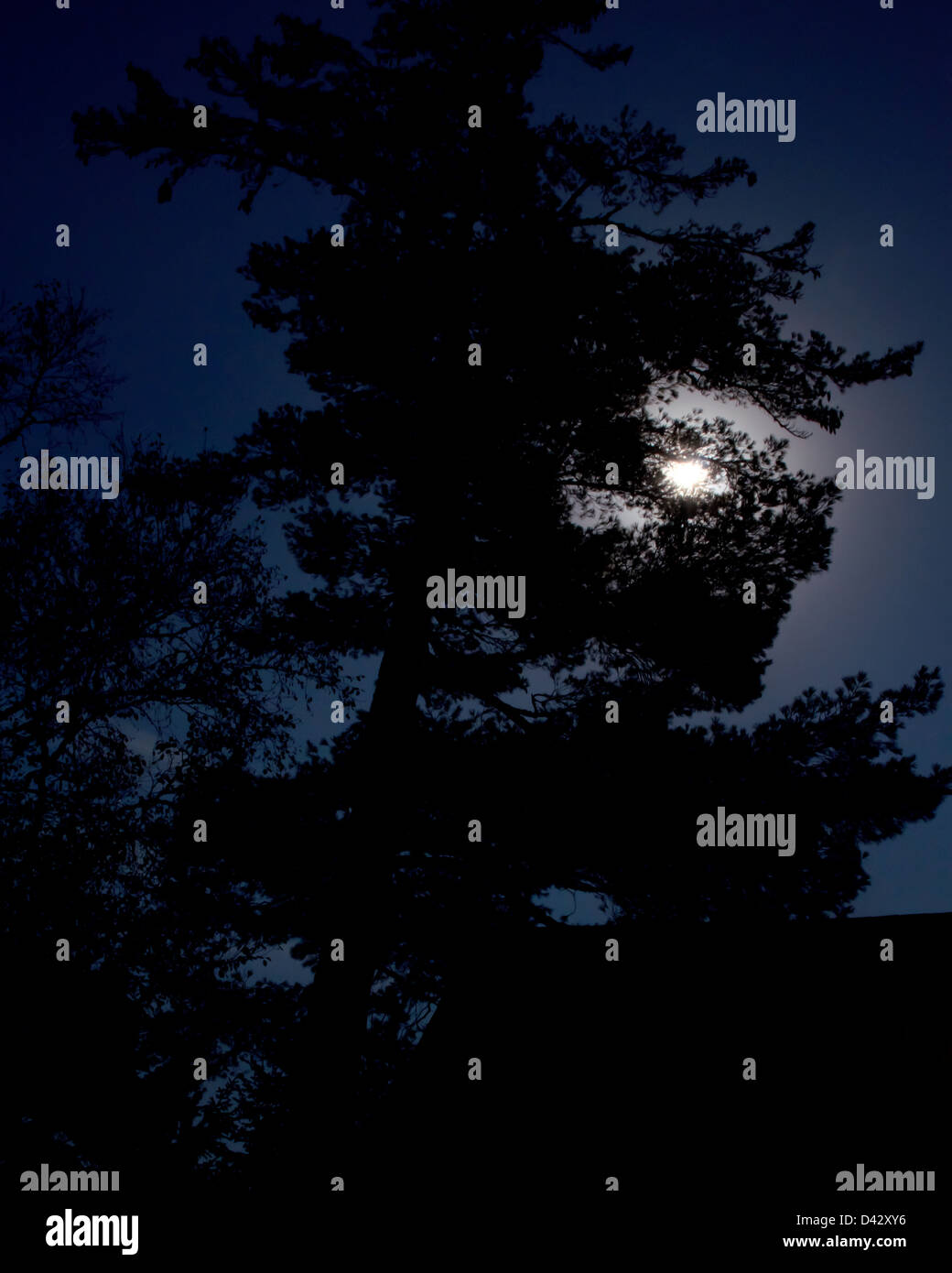 Full moon and pine tree hi-res stock photography and images - Alamy