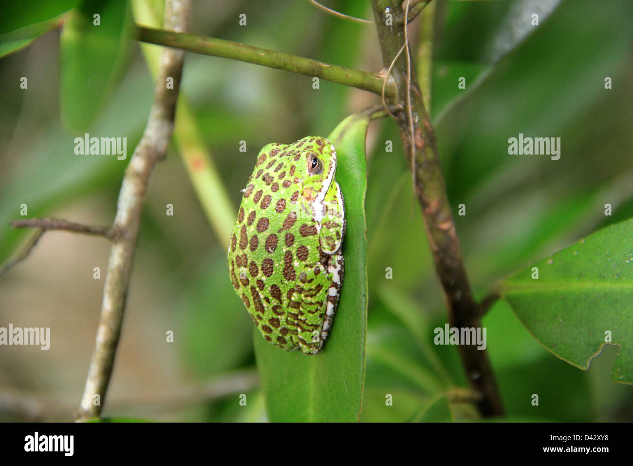 Florida Tree Frog High Resolution Stock Photography and Images - Alamy