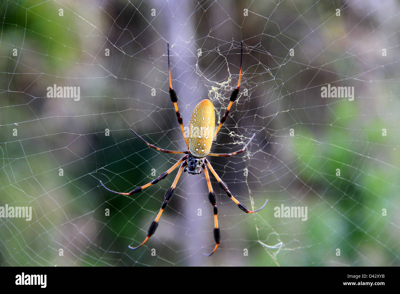Orb weaver spider web hi-res stock photography and images - Alamy