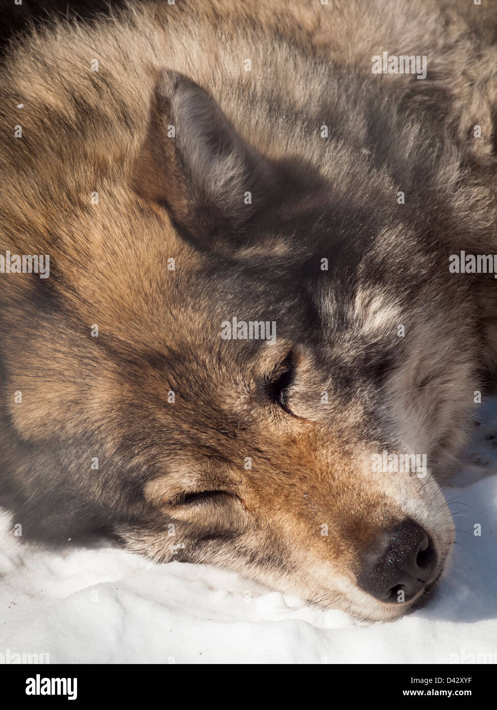 Large wolf in captivity Stock Photo - Alamy