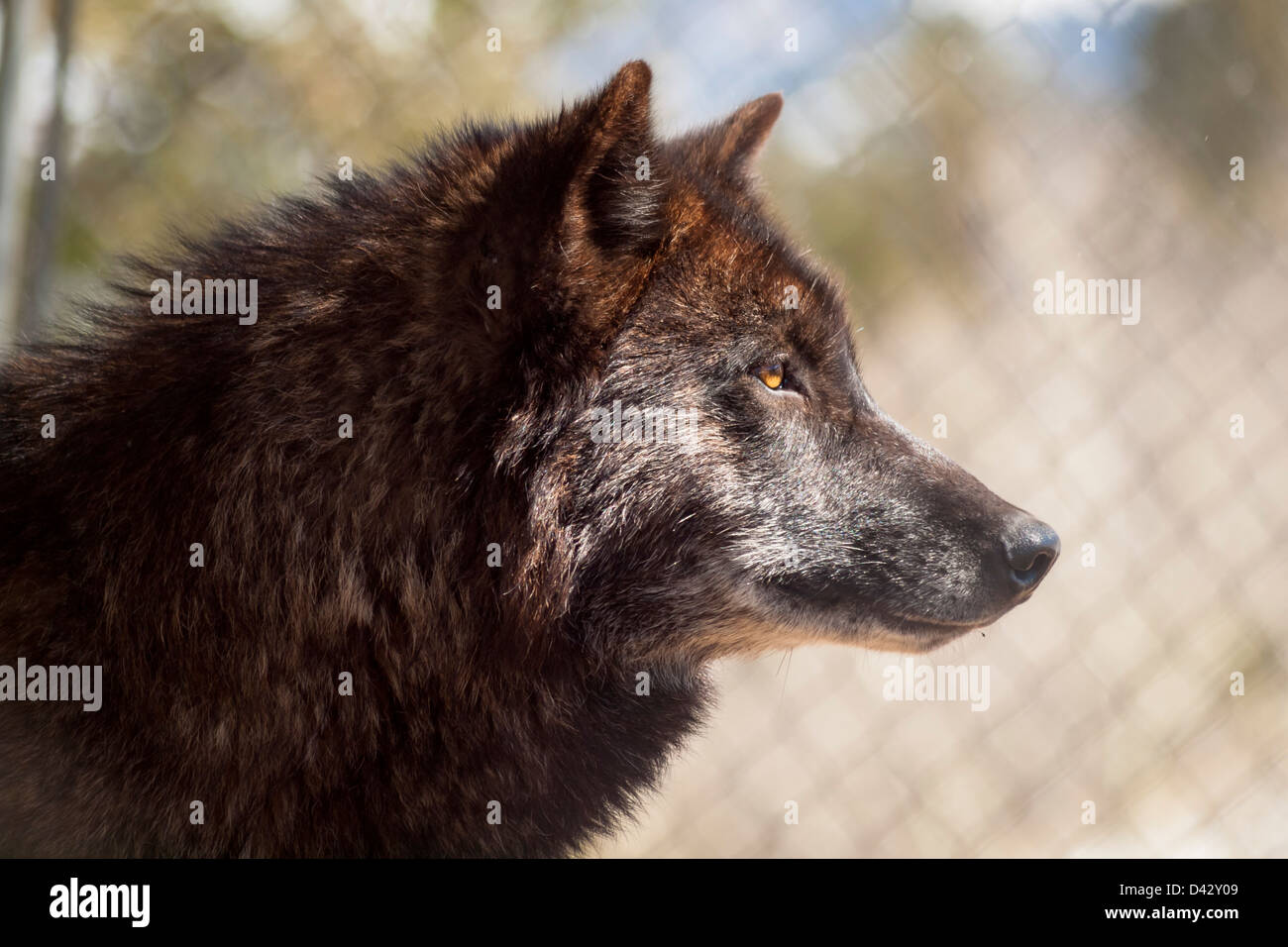 Large wolf in captivity Stock Photo - Alamy
