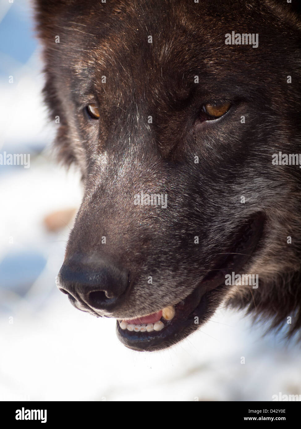 Large wolf in captivity Stock Photo - Alamy