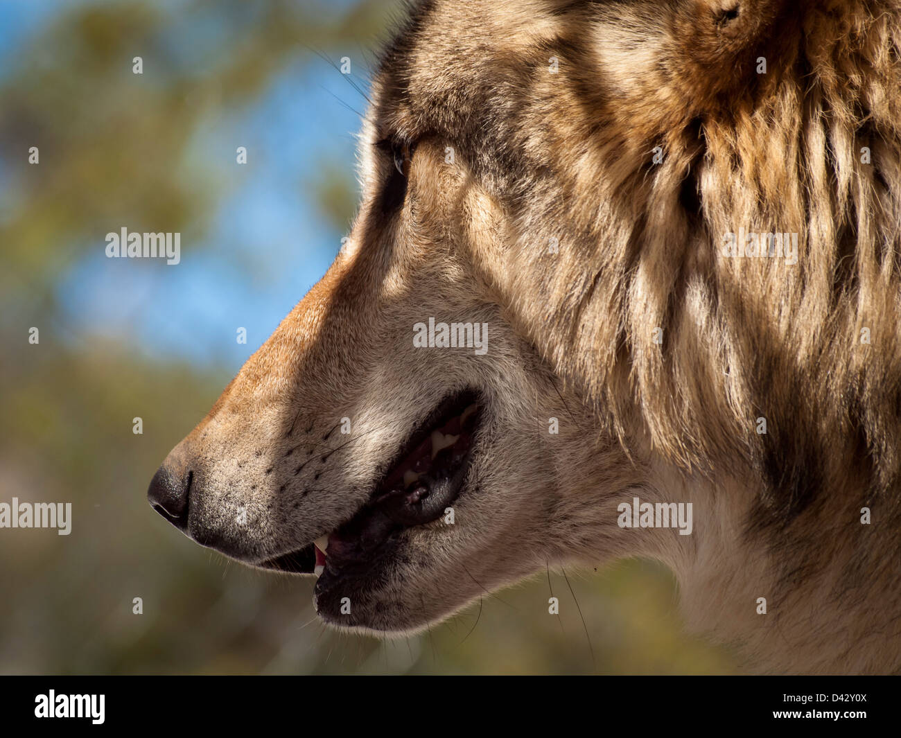 Large wolf in captivity Stock Photo - Alamy