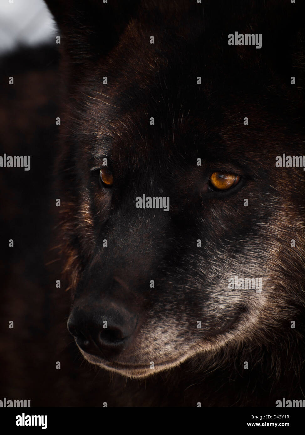 Large wolf in captivity Stock Photo - Alamy