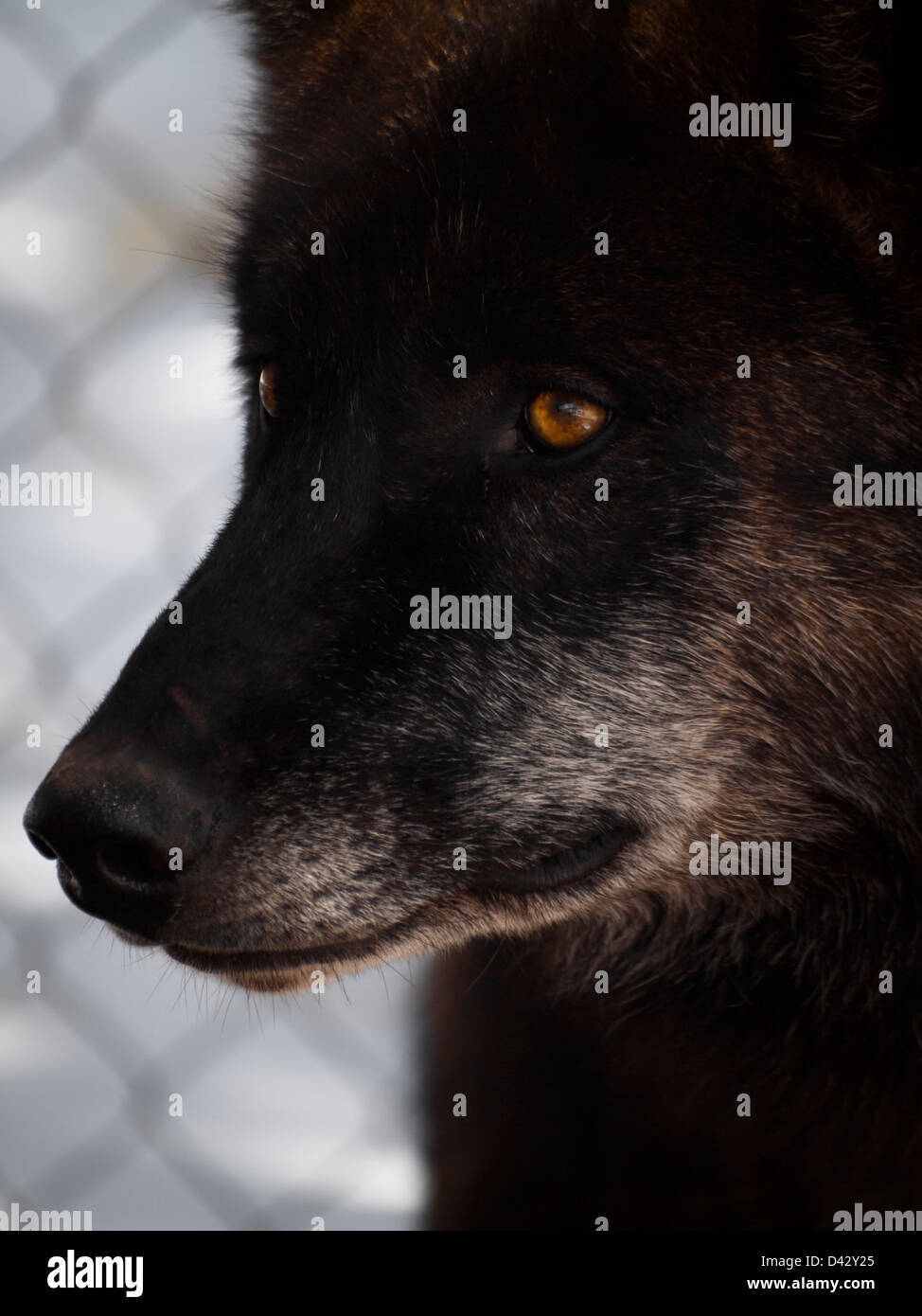 Large wolf in captivity Stock Photo - Alamy