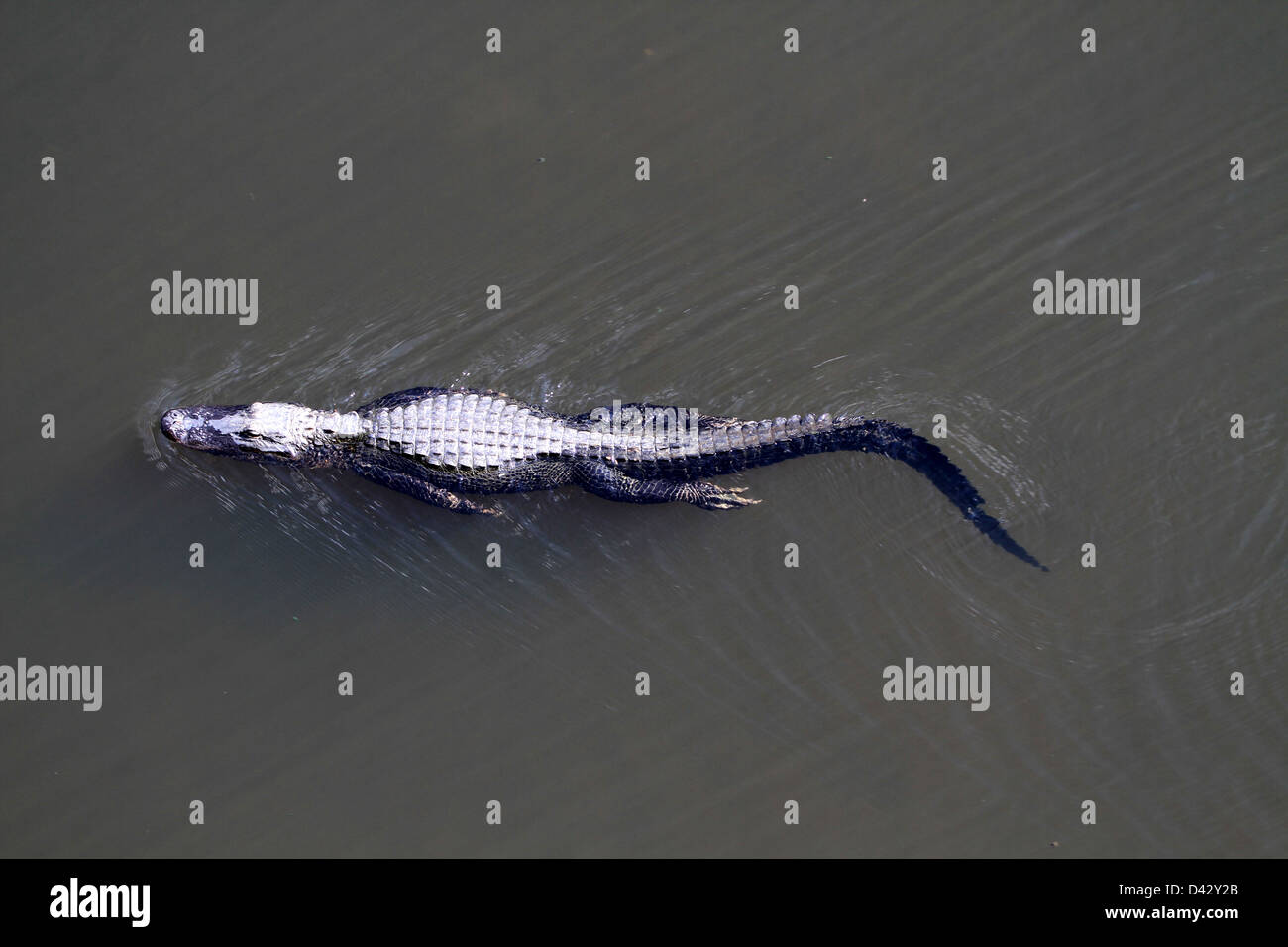 Alligator florida pond hi-res stock photography and images - Alamy