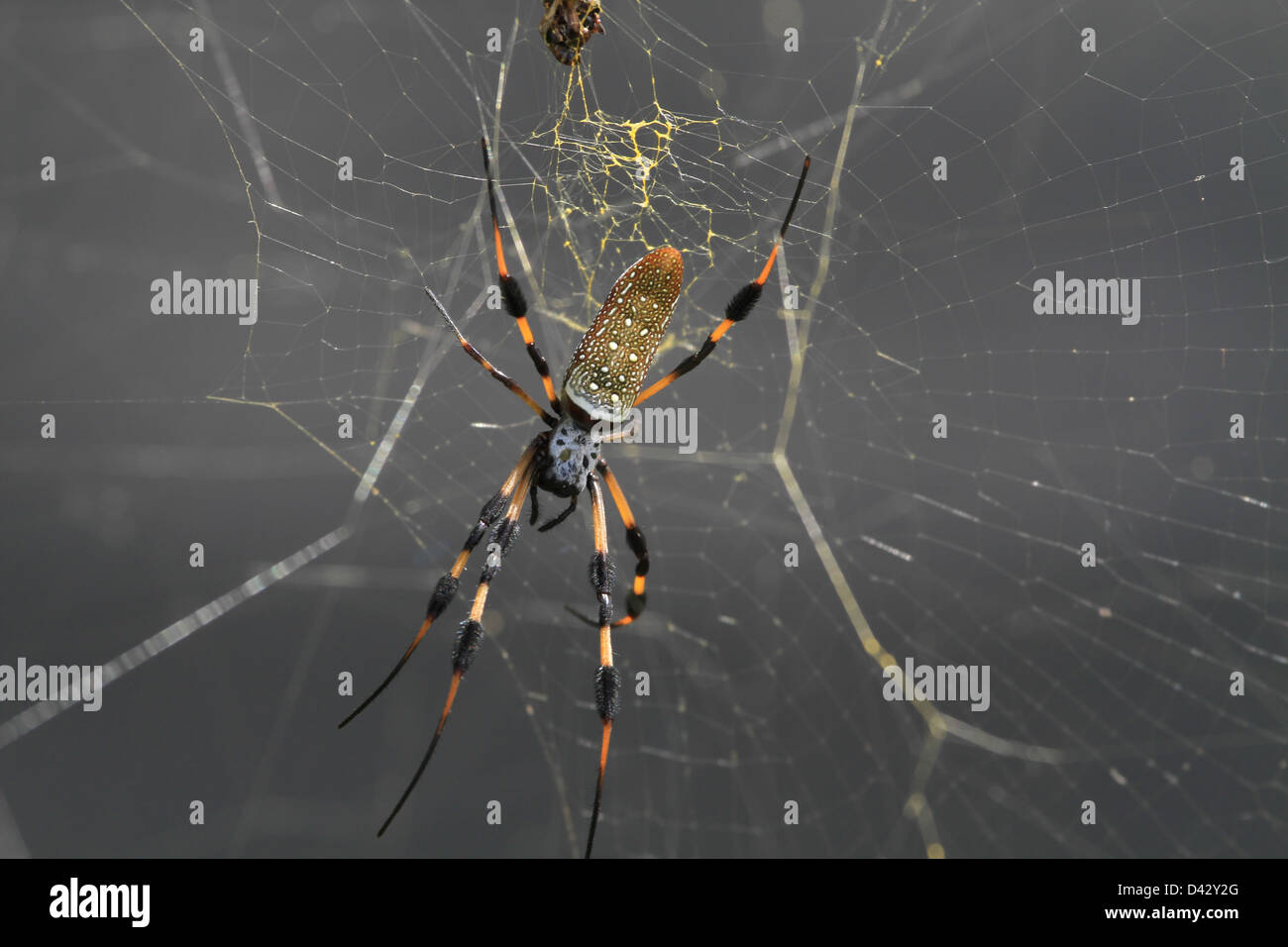 Golden silk orb weaver hi-res stock photography and images - Alamy