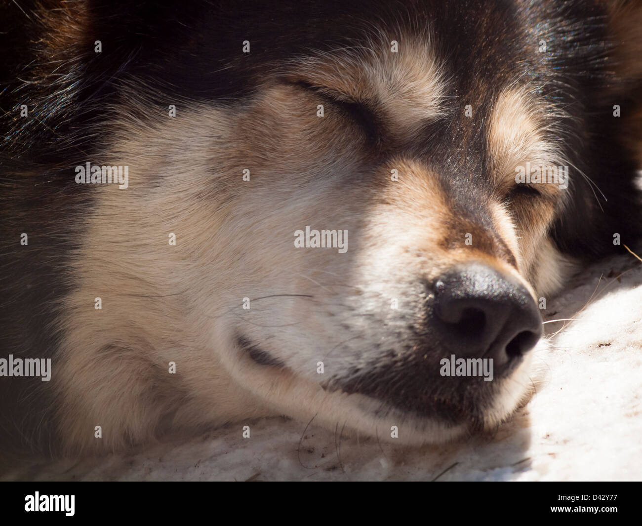Large wolf in captivity Stock Photo - Alamy
