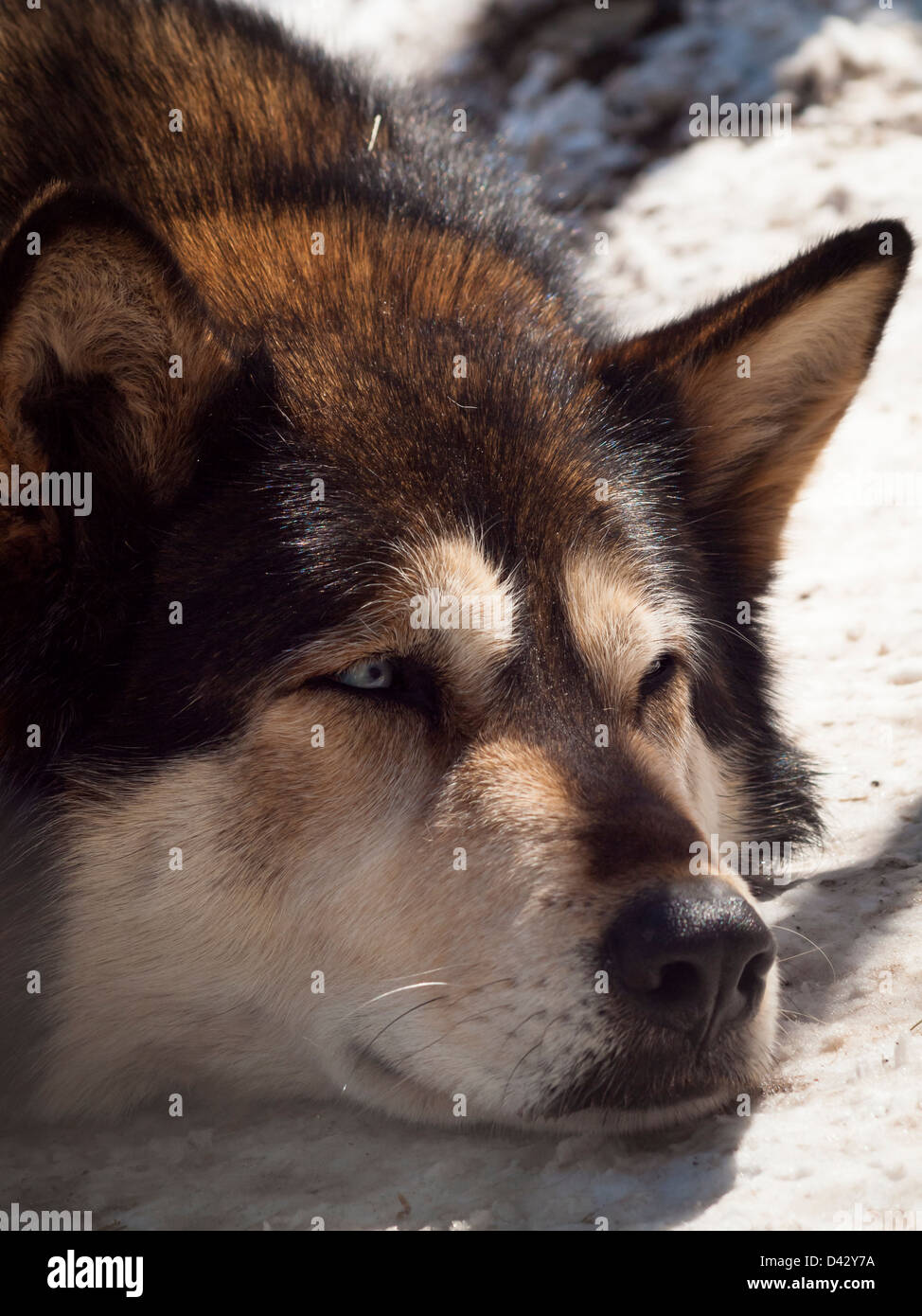 Large wolf in captivity Stock Photo - Alamy