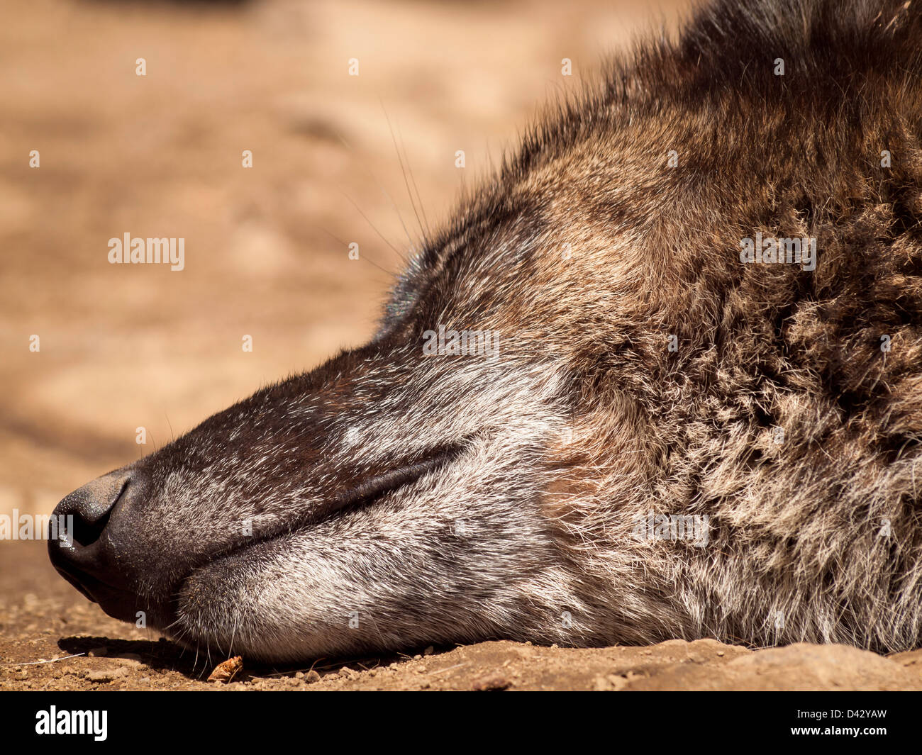 Large wolf in captivity Stock Photo - Alamy