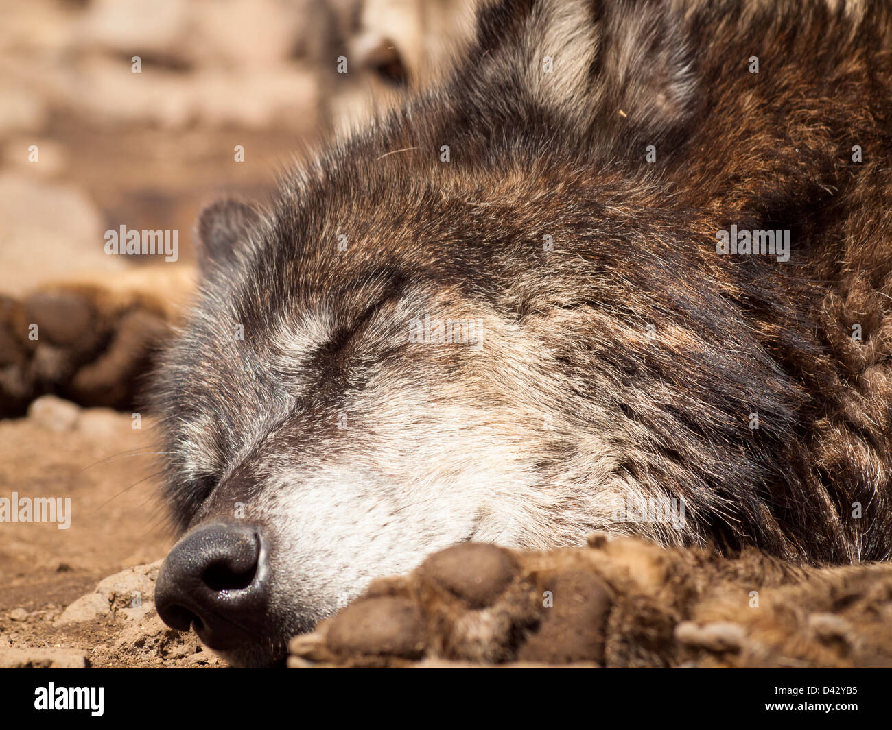 Large wolf in captivity Stock Photo - Alamy