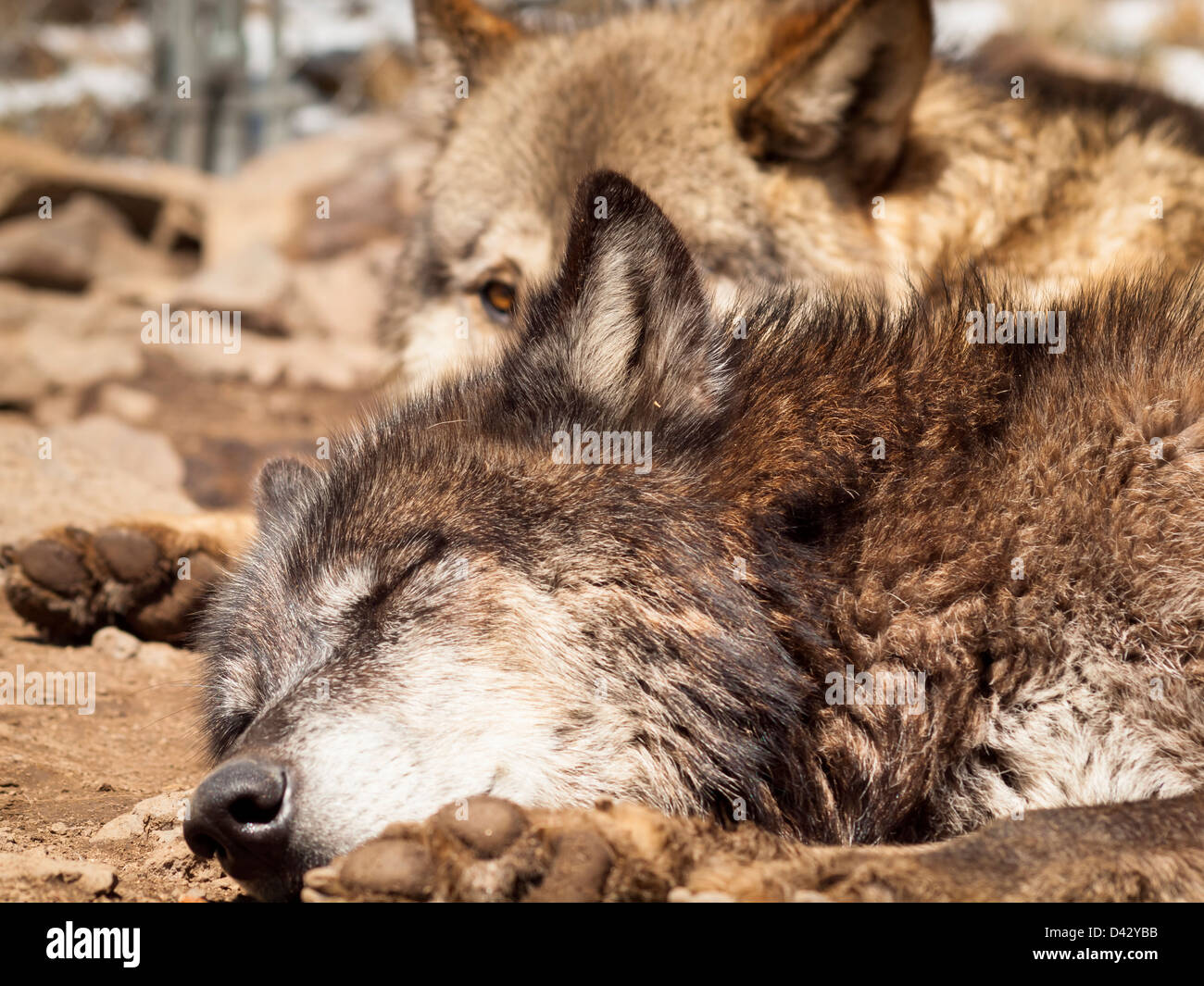 Large wolf in captivity Stock Photo - Alamy