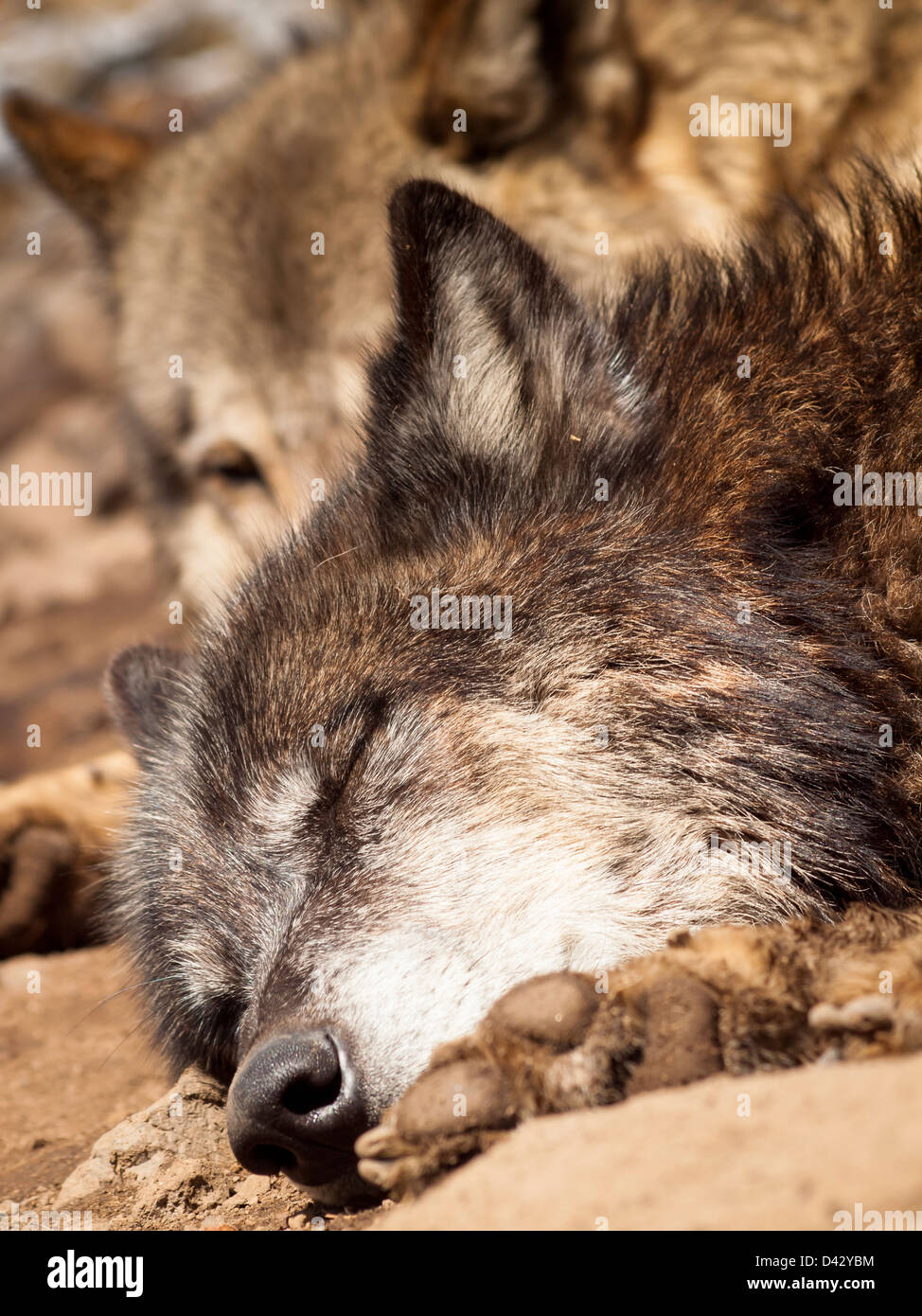 Large wolf in captivity Stock Photo - Alamy