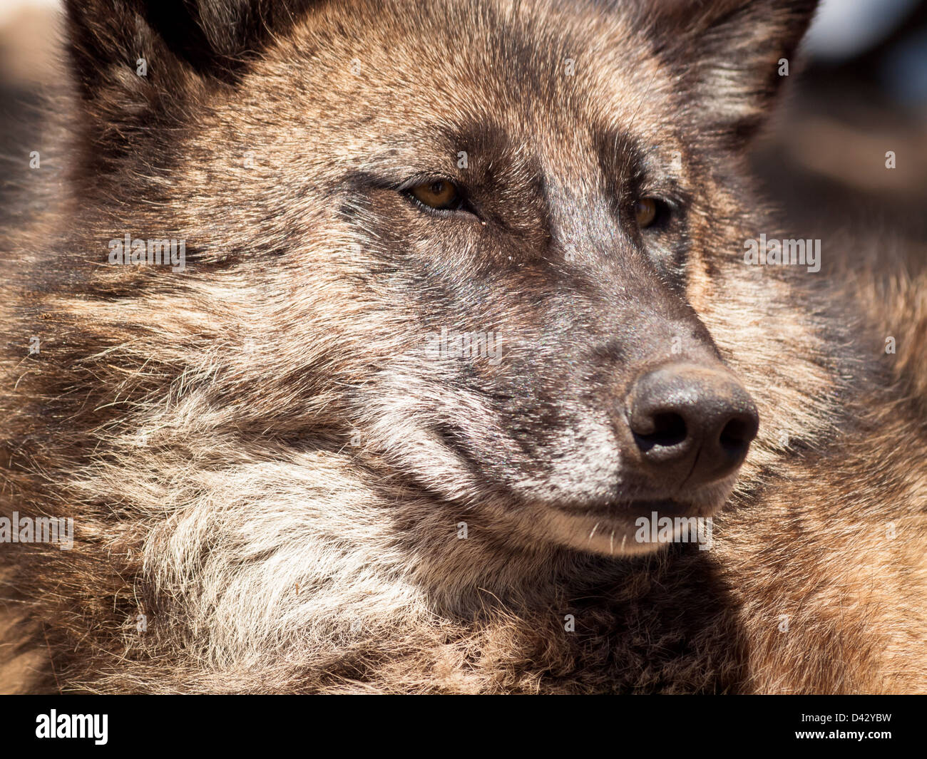 Large wolf in captivity Stock Photo - Alamy