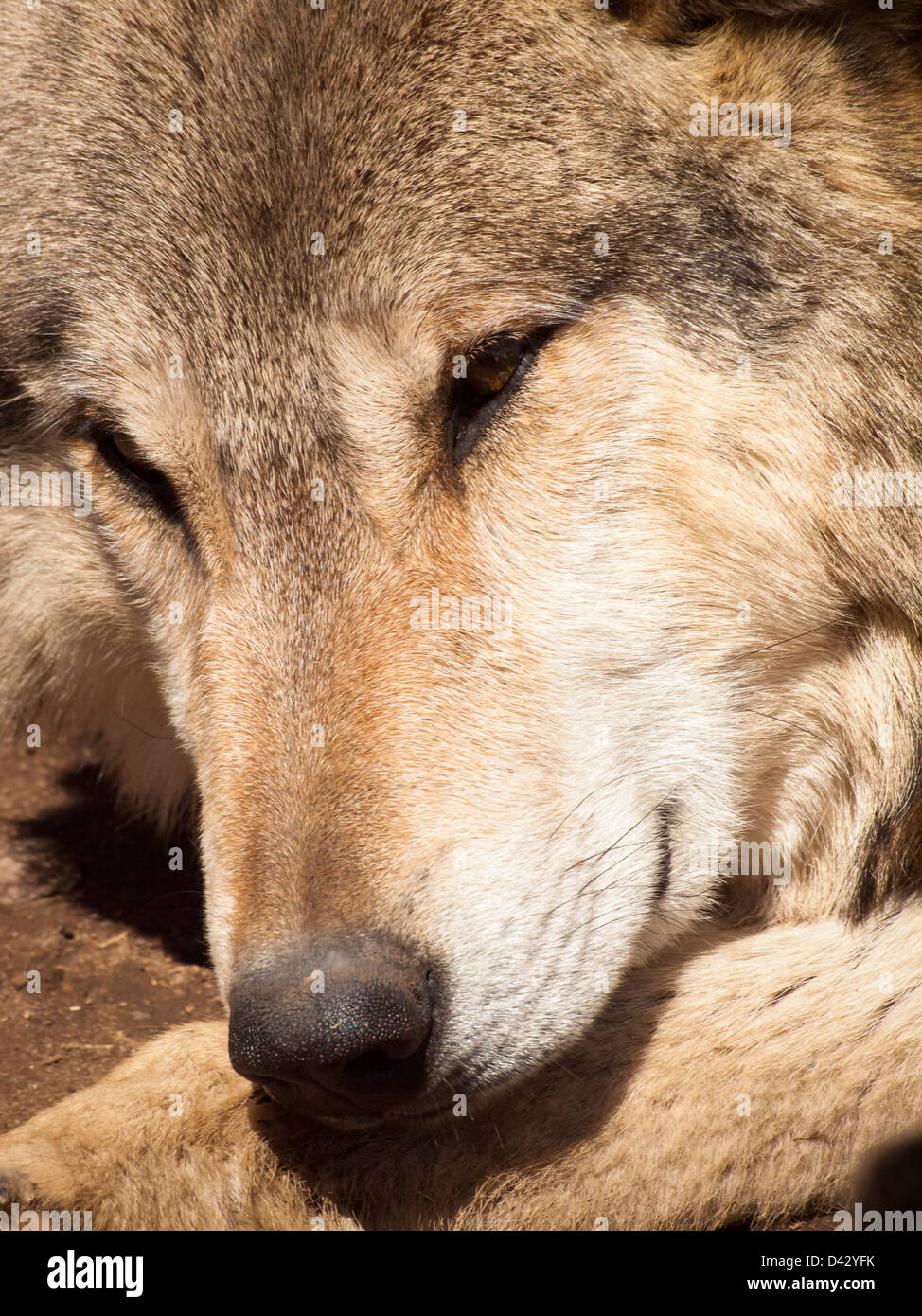 Large wolf in captivity Stock Photo - Alamy