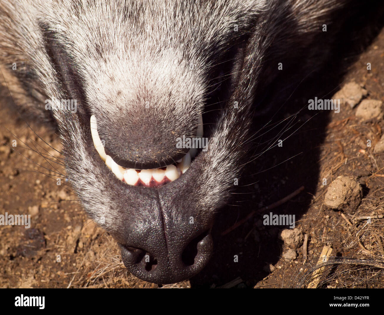 Large wolf in captivity Stock Photo - Alamy