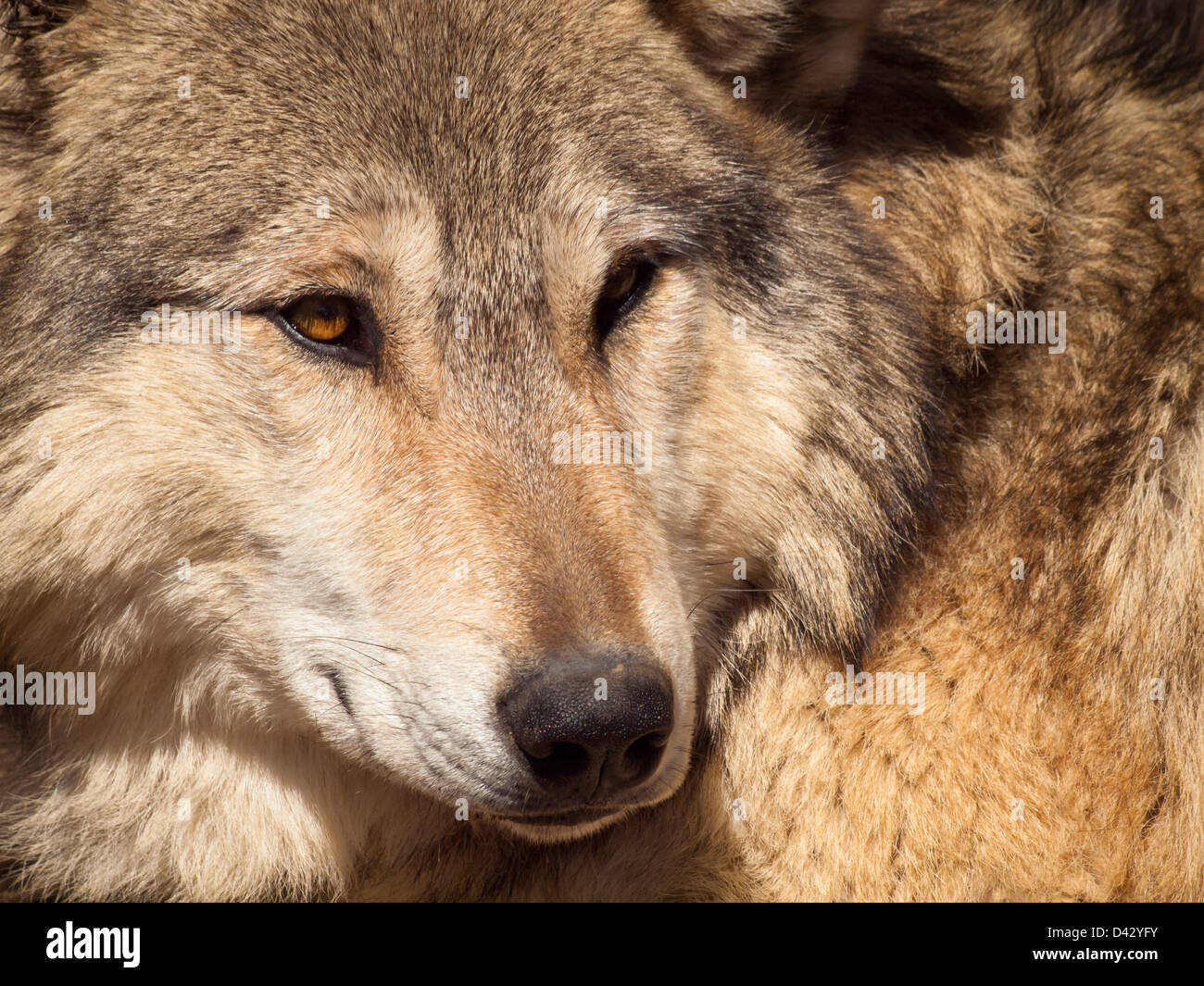 Large wolf in captivity Stock Photo - Alamy
