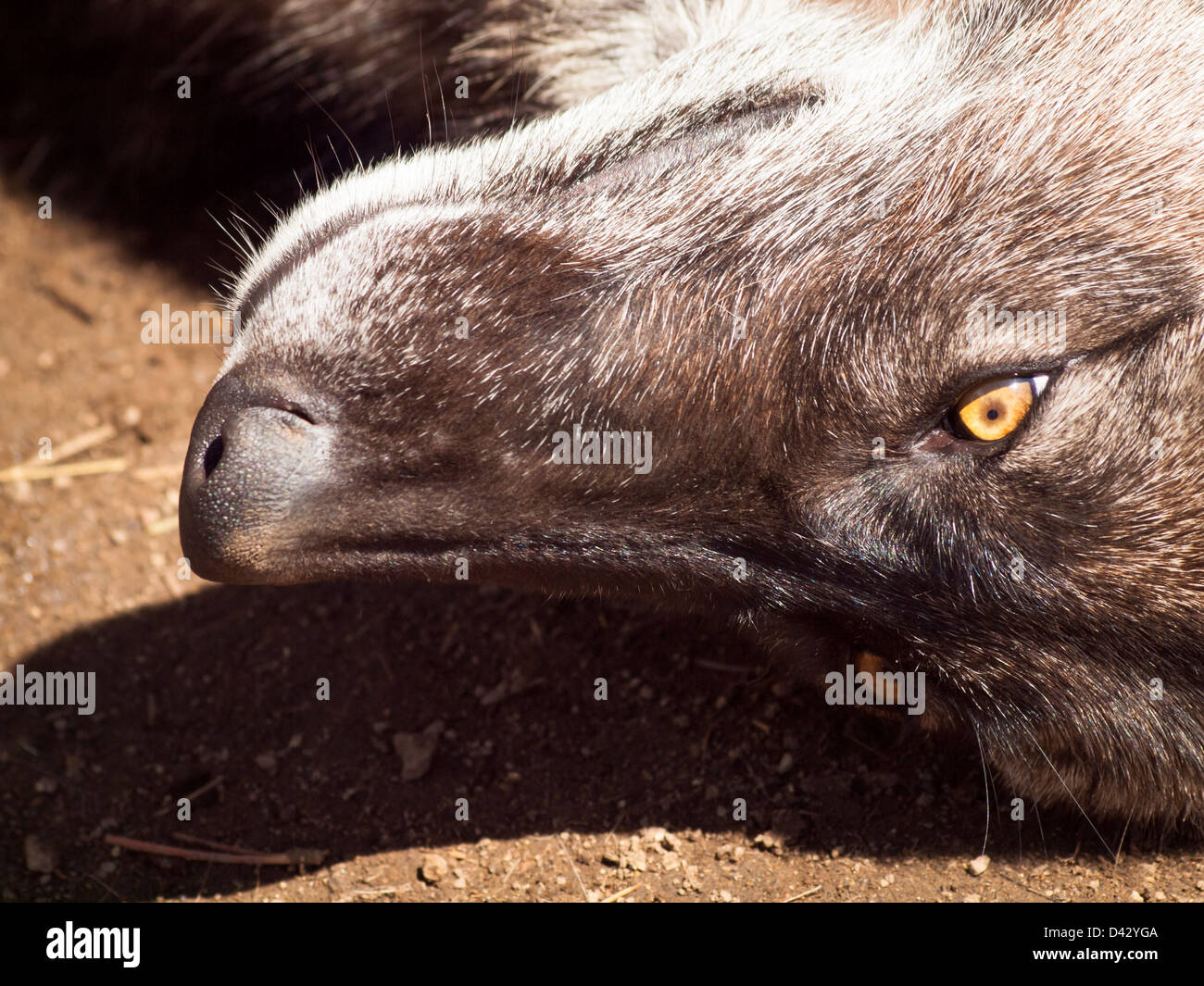 Large wolf in captivity Stock Photo - Alamy