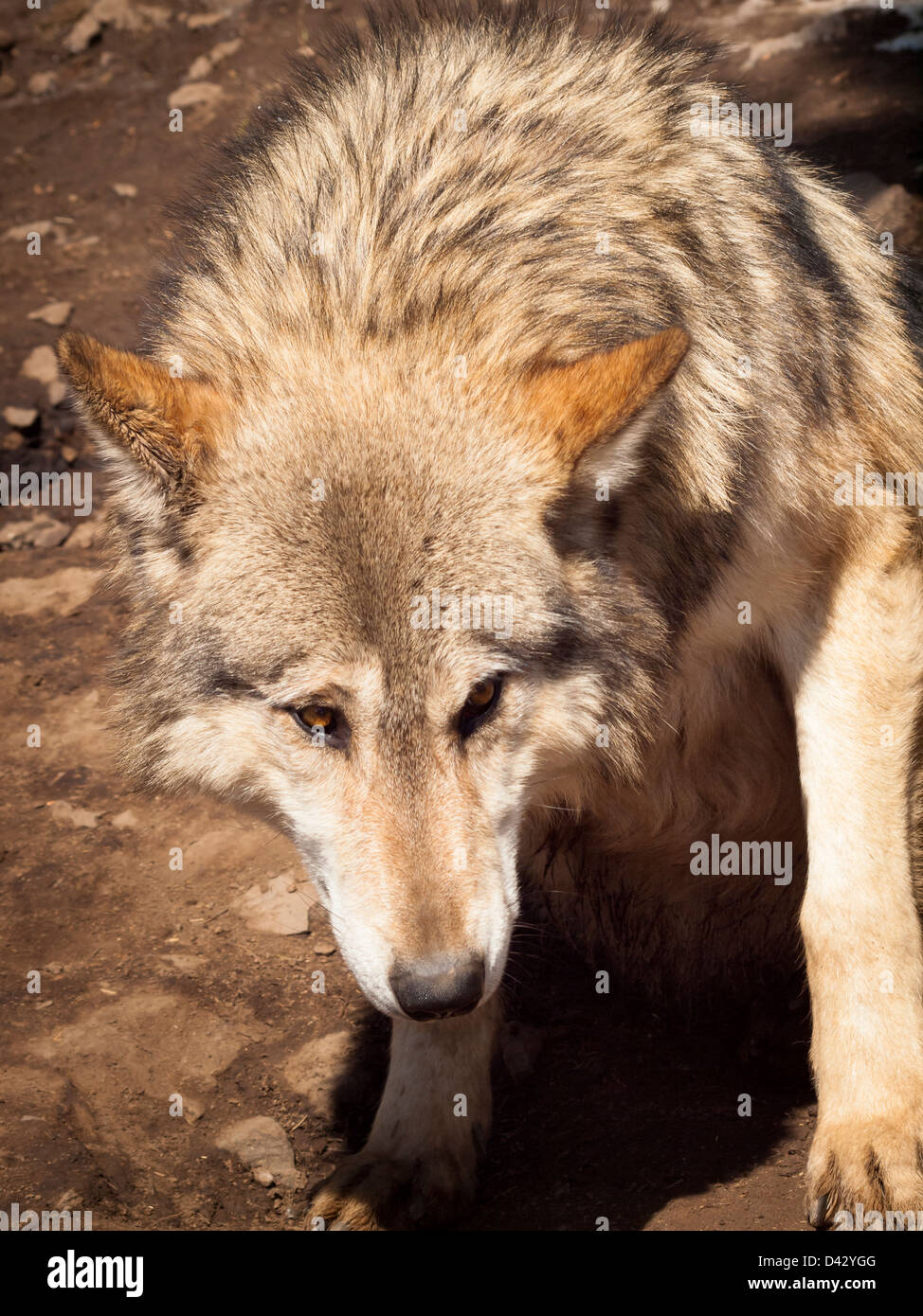 Large wolf in captivity Stock Photo - Alamy
