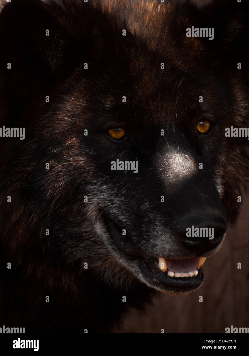 Large wolf in captivity Stock Photo - Alamy