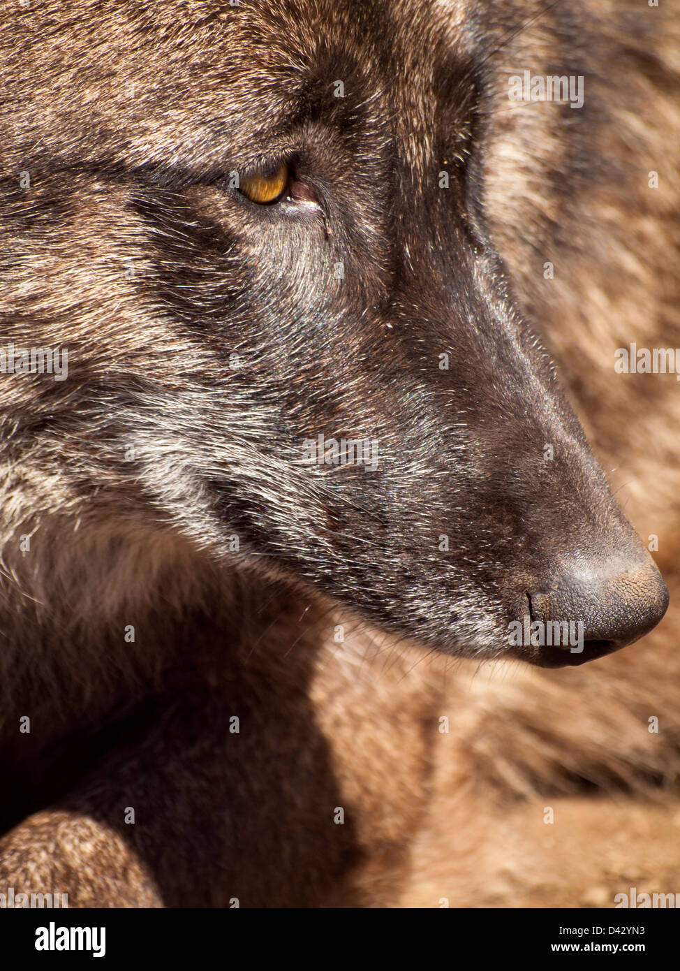Large wolf in captivity Stock Photo - Alamy