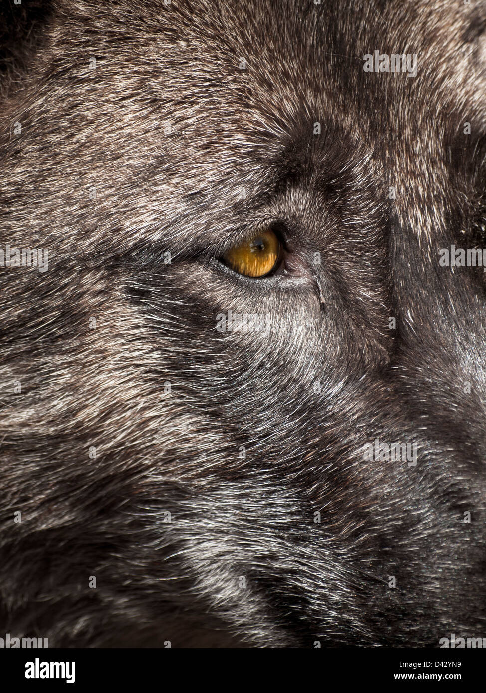 Large wolf in captivity Stock Photo - Alamy