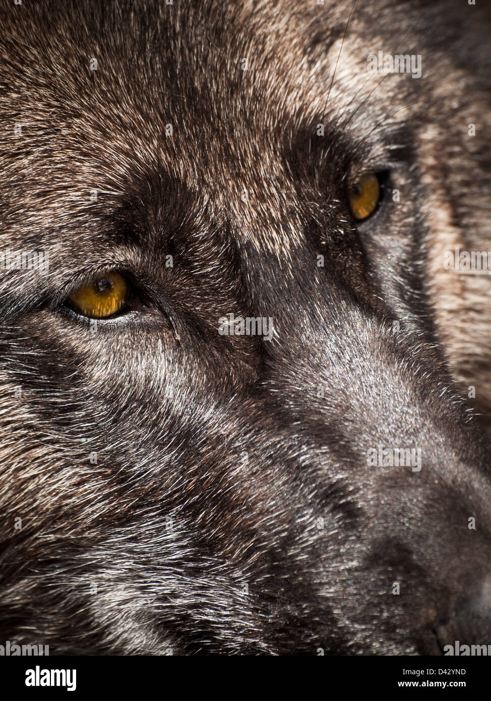 Large wolf in captivity Stock Photo - Alamy
