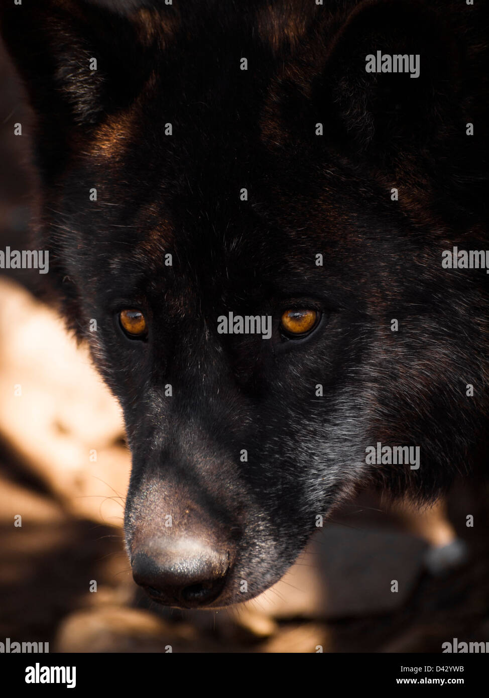 Large wolf in captivity Stock Photo - Alamy