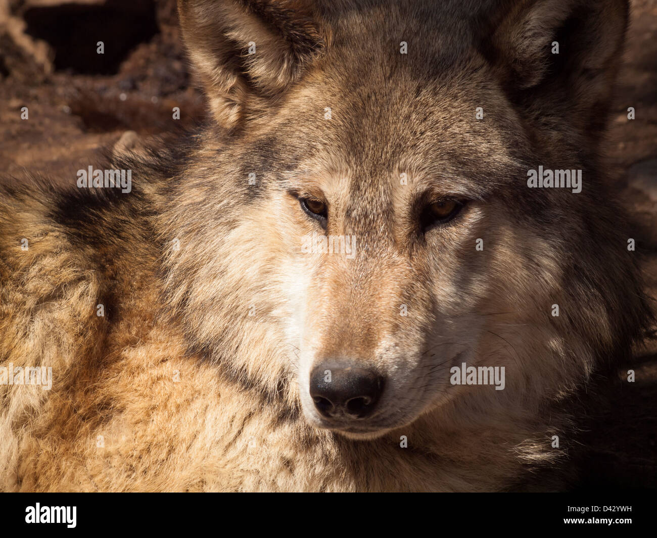 Large wolf in captivity Stock Photo - Alamy