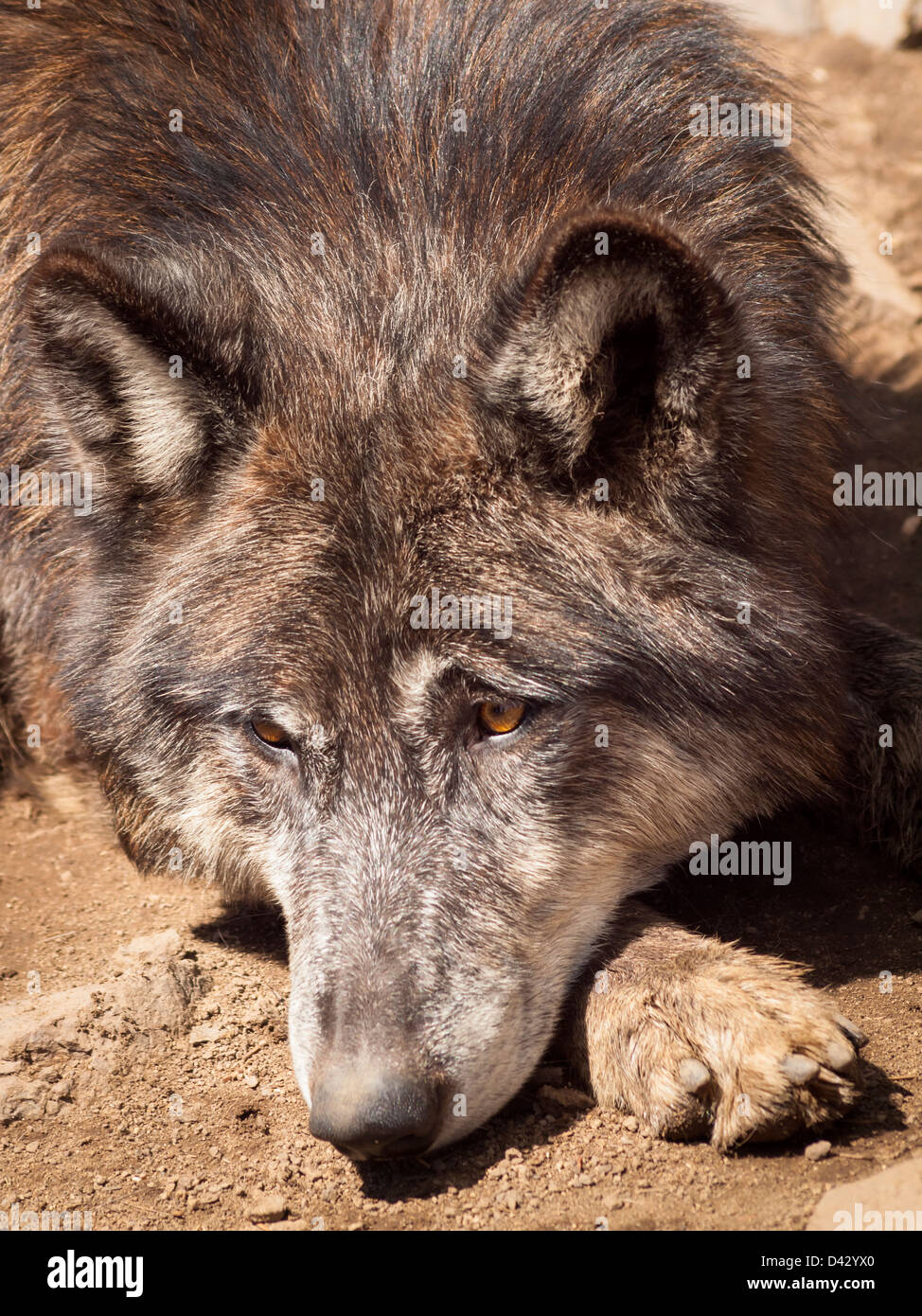 Large wolf in captivity Stock Photo - Alamy