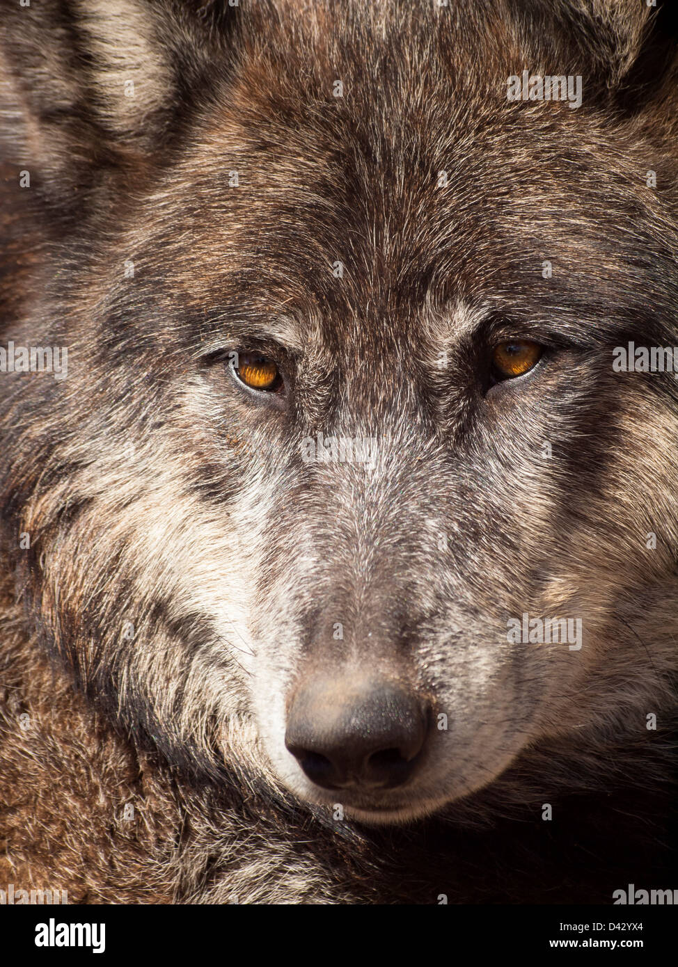 Large wolf in captivity Stock Photo - Alamy
