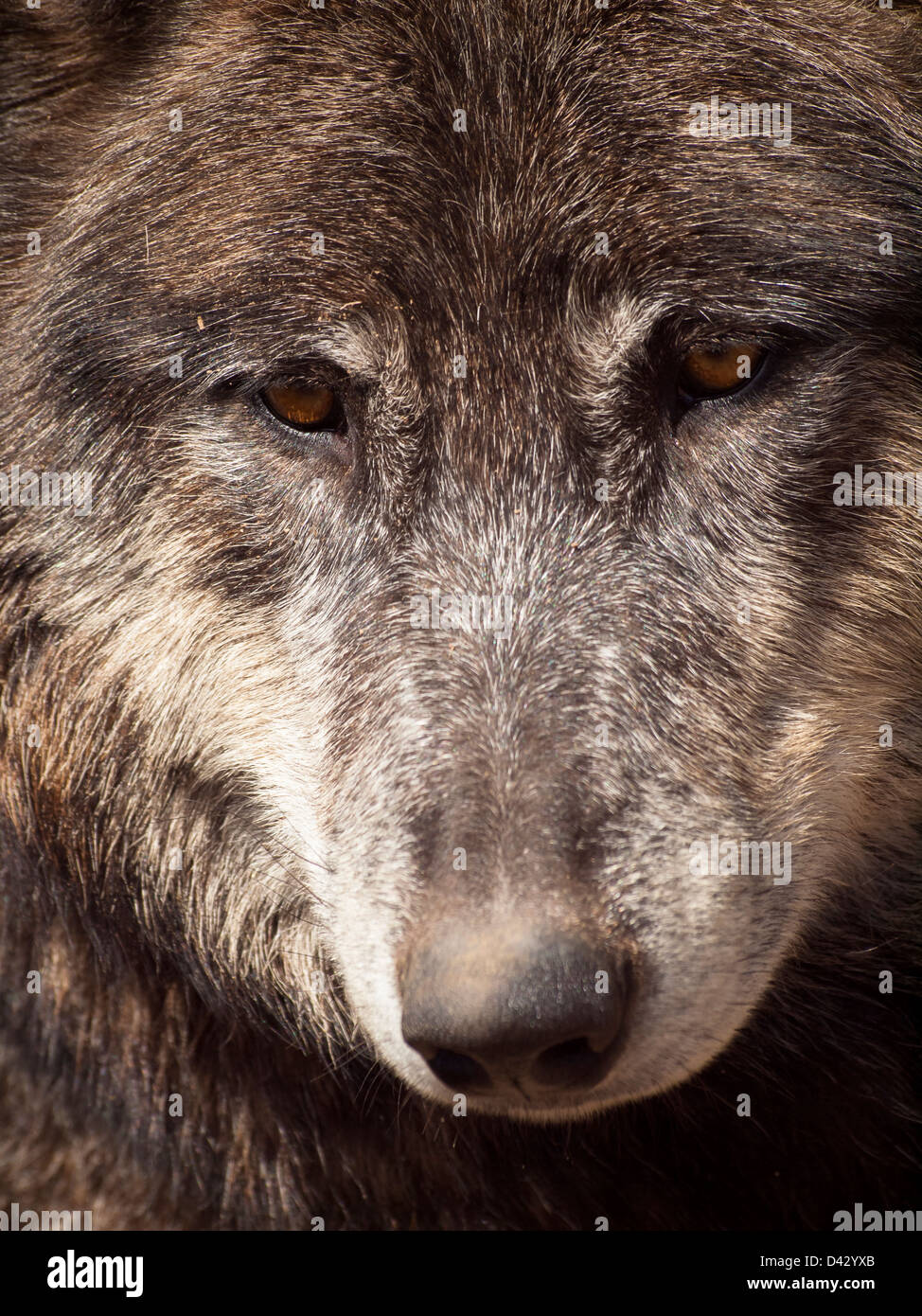 Large wolf in captivity Stock Photo - Alamy