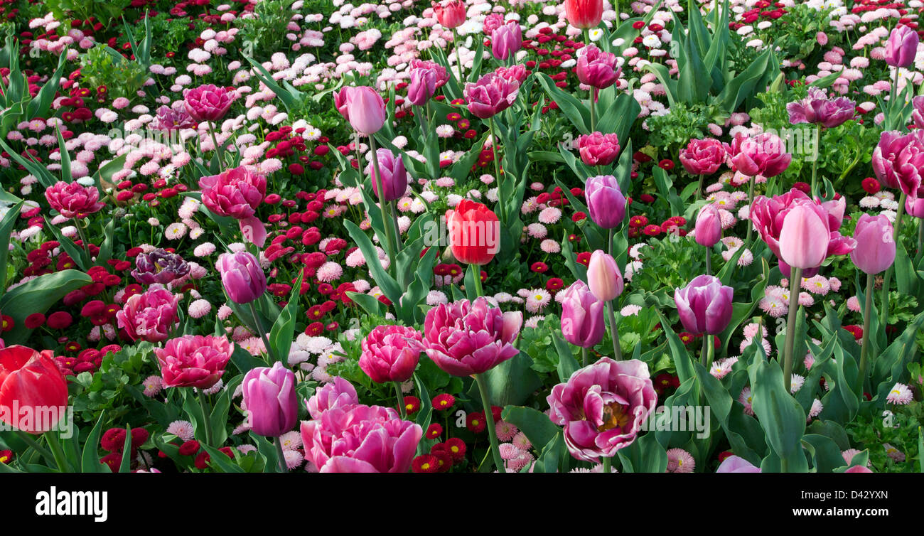 Canberra flowers floriade hi-res stock photography and images - Alamy