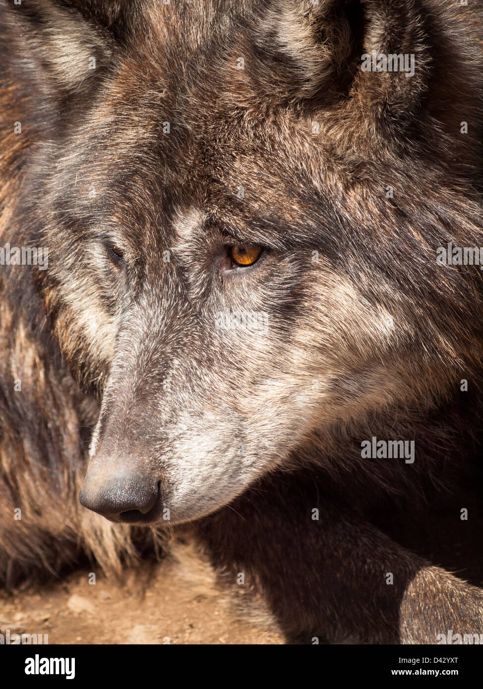 Large wolf in captivity Stock Photo - Alamy