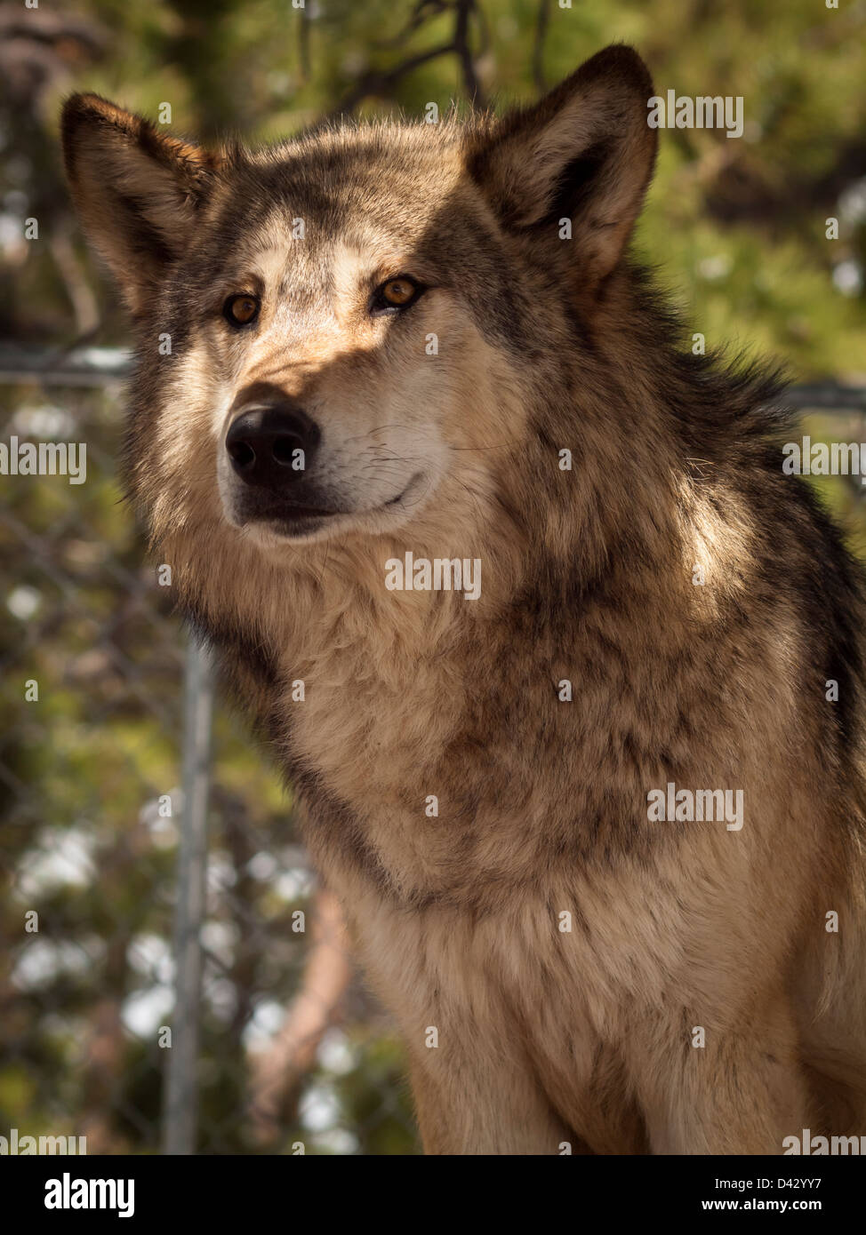 Large wolf in captivity Stock Photo - Alamy