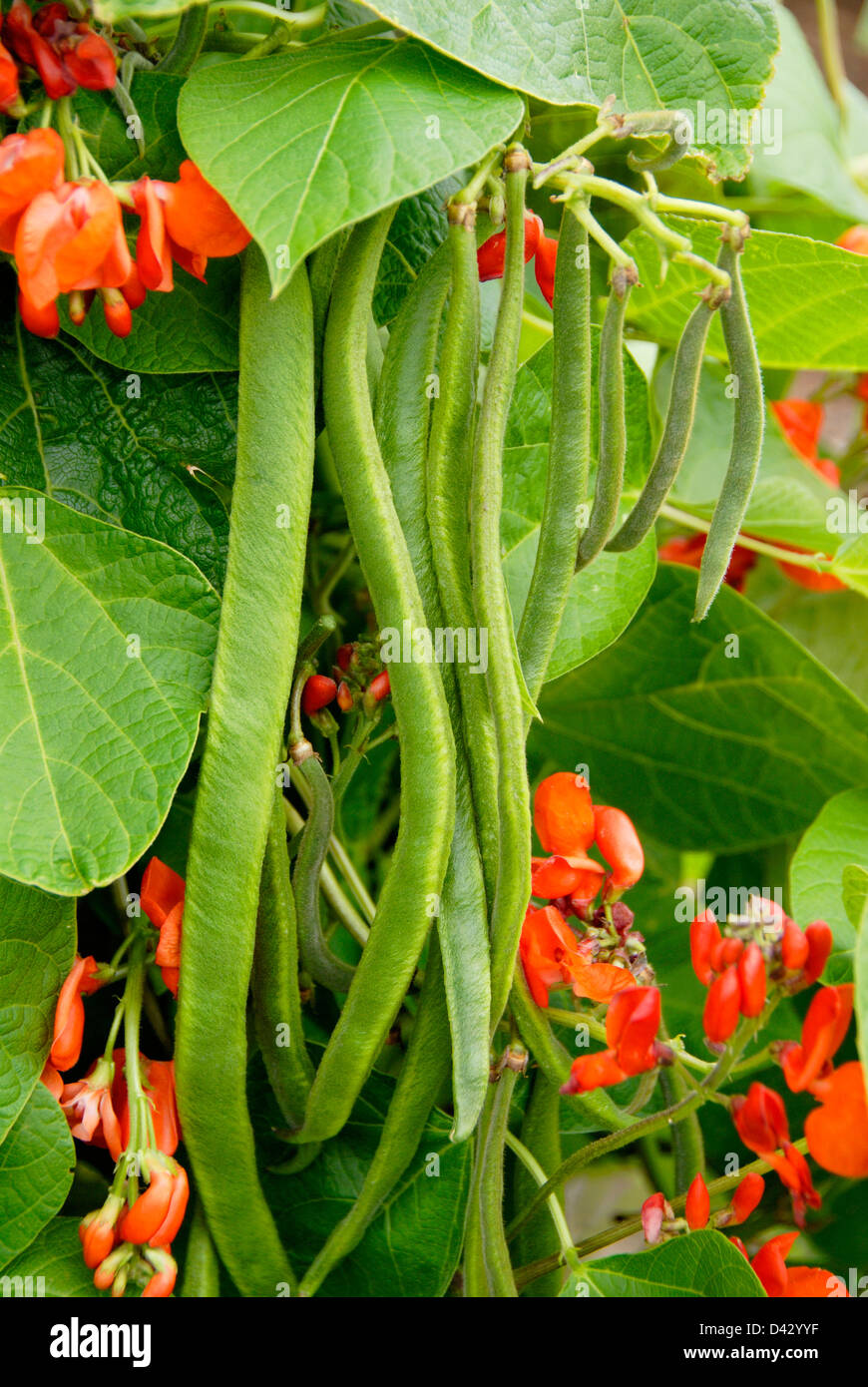 Runner beans ready for harvesting in a english cottage garden Stock ...