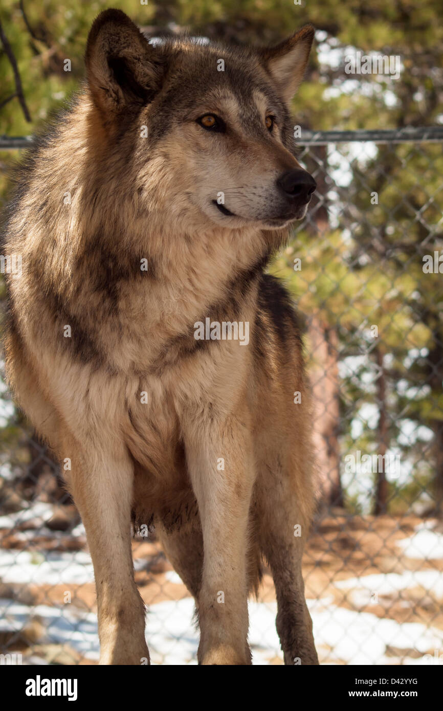 Large wolf in captivity Stock Photo - Alamy