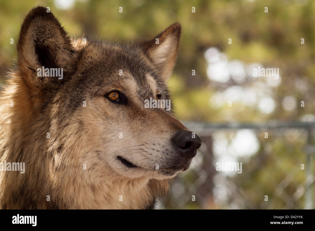 Large wolf in captivity Stock Photo - Alamy