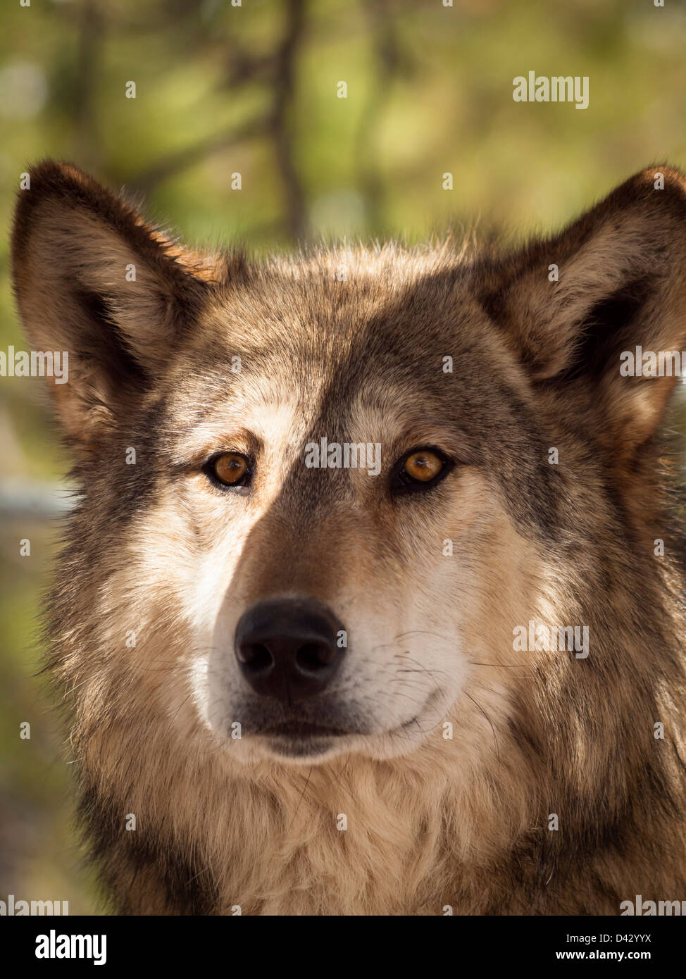 Large wolf in captivity Stock Photo - Alamy