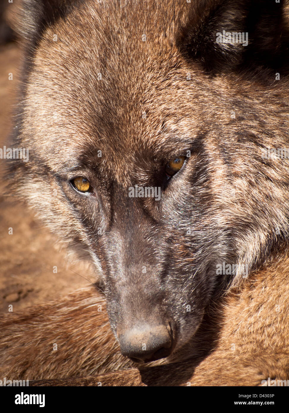 Large wolf in captivity Stock Photo - Alamy