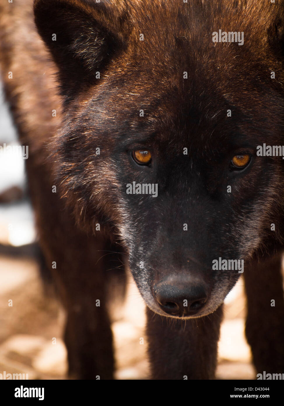 Large wolf in captivity Stock Photo - Alamy