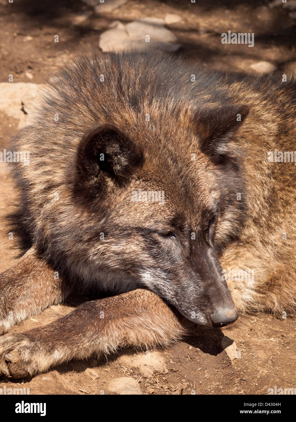 Large wolf in captivity Stock Photo - Alamy